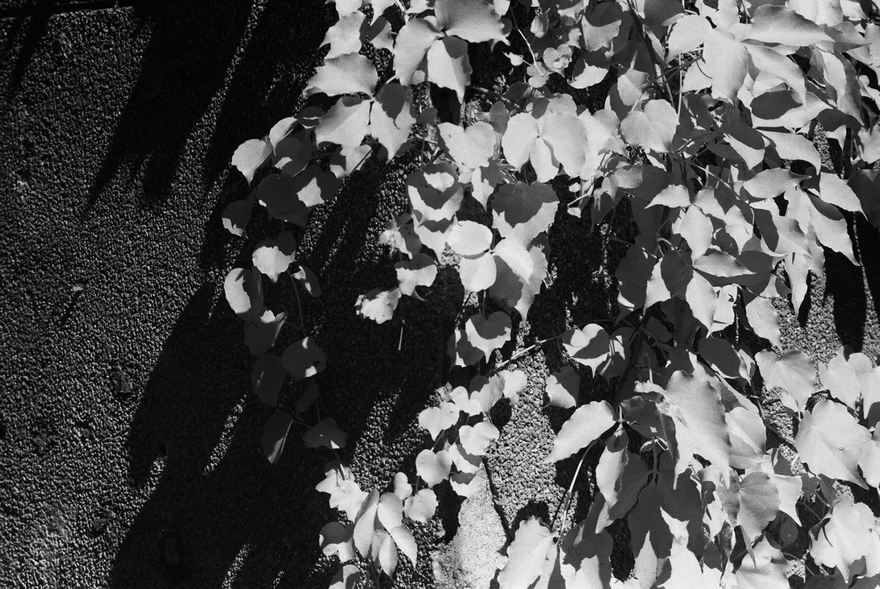 Film Review: Infrared Photography with JCH StreetPan 400 - Japan Camera ...