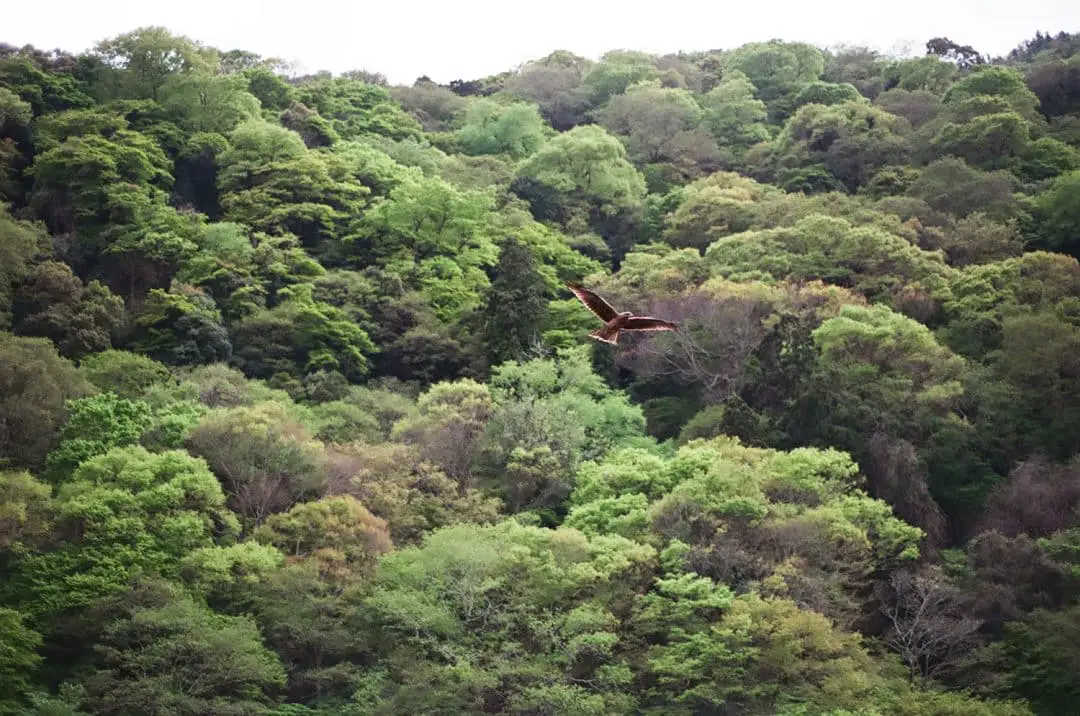 Jesse's Visual Interviews: James Fyfe - Japan Camera Hunter