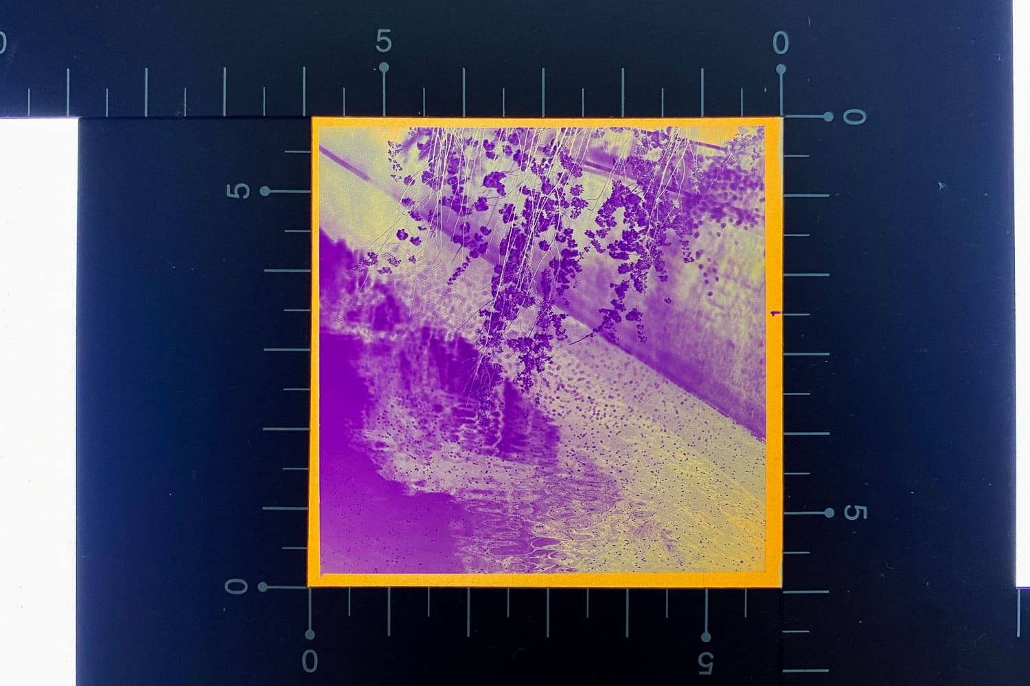 Red-scale photography with Cinestill Redrum - Japan Camera Hunter