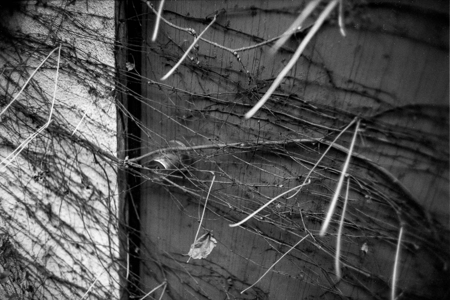 Film Review: Kosmo Foto Agent Shadow - Japan Camera Hunter